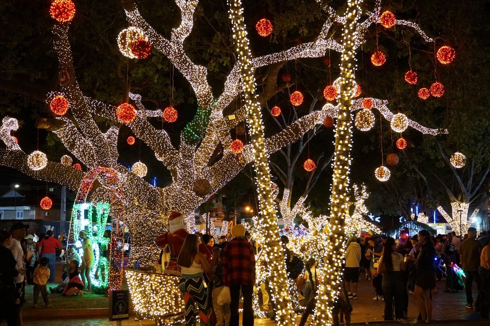Moca Brilla en Navidad con el encendido del Árbol del Agricultor y ...